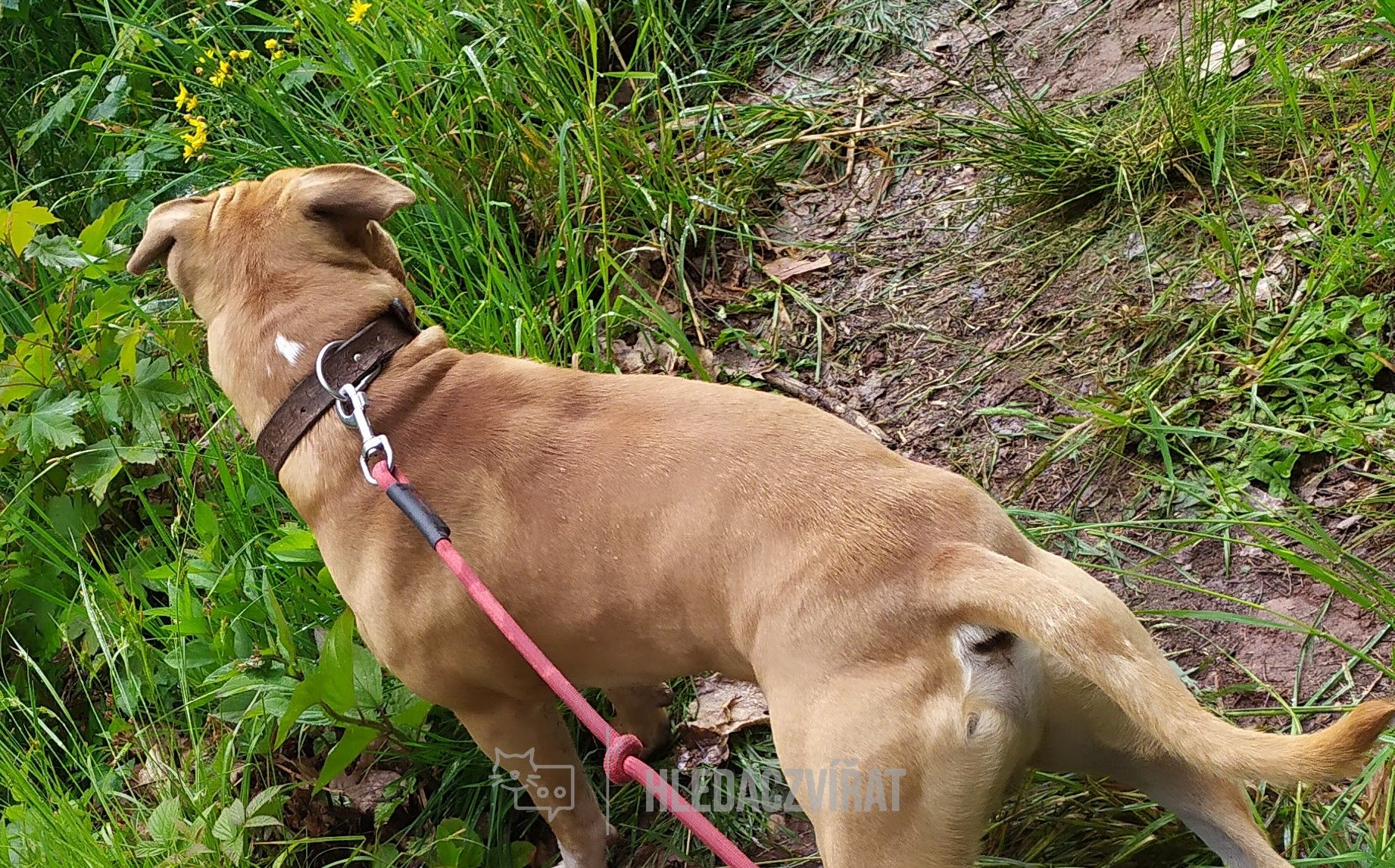 Pitbull s PP zdarma pitbullteriér apbt bully | TOP