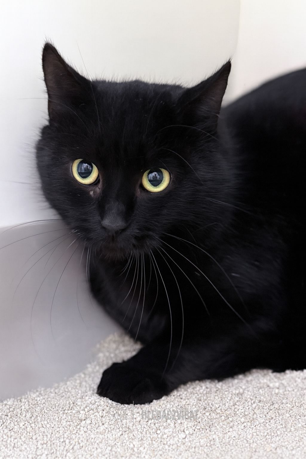 Sisáček | AniDef | Hledaczvirat.cz