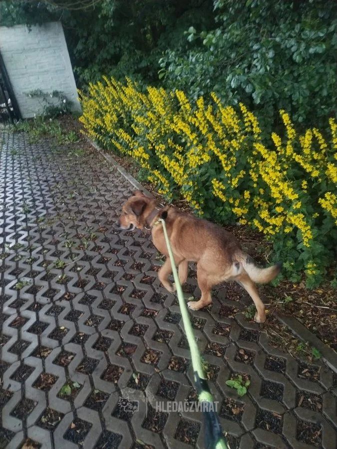 Ben | Psí domov Nora | Hledaczvirat.cz