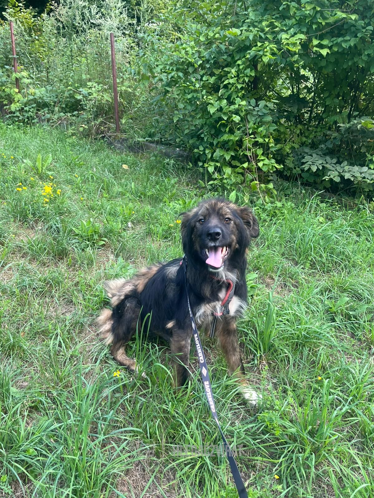 Cézar | Nebelvíra | Hledaczvirat.cz