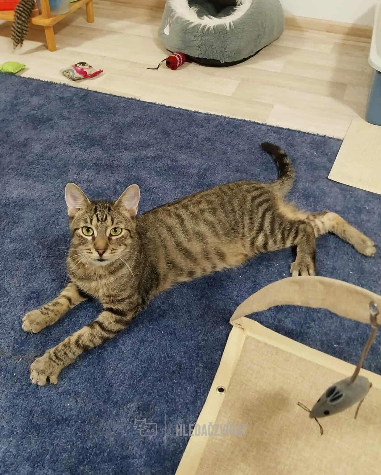 Filip | Dočasky Frida | Hledaczvirat.cz